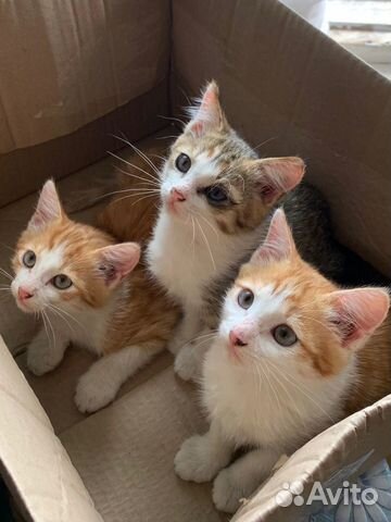 Котята отдам бесплатно