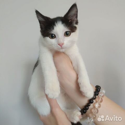 Котенок Малинка
