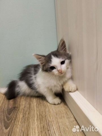 Нежнейшие котята в добрые руки