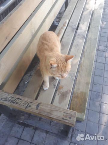 Кот подросток