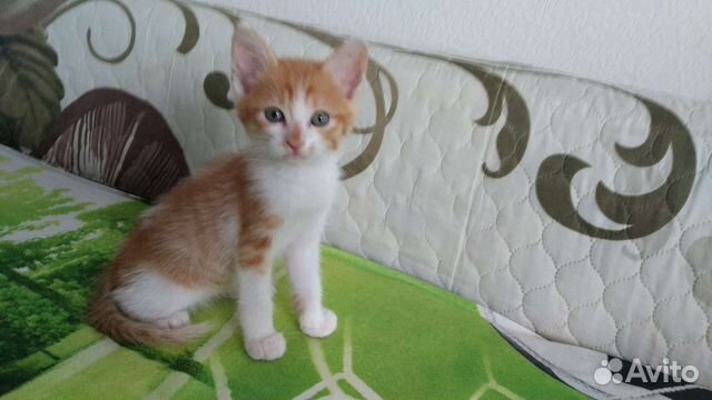 Бросили под машину