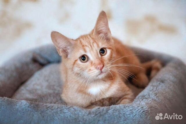 Рыжие котята сестрички в дар -3 мес