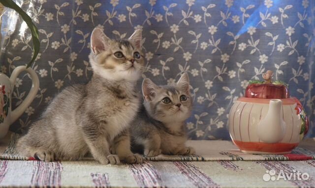Британские котята