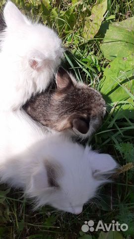 Отдам котят бесплатно в хорошие руки, Нижняя салда