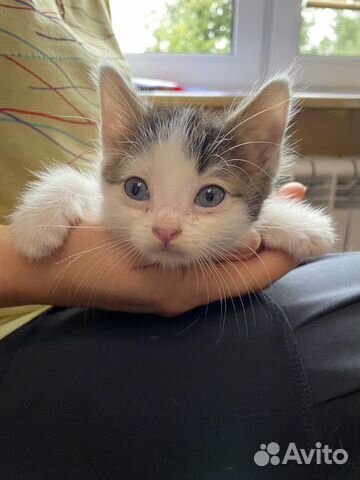 Котенок