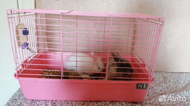 Декоративные кролики