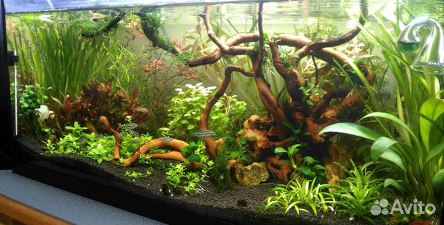 Гурами карликовый пумила (Trichopsis pumilus)