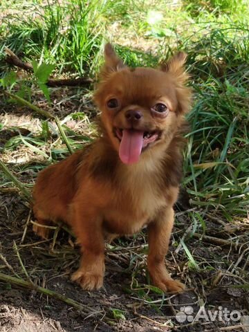 Рыжий,рыжий,конопатый