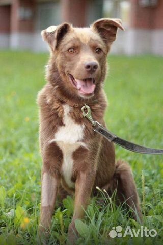 Собака в добрые руки