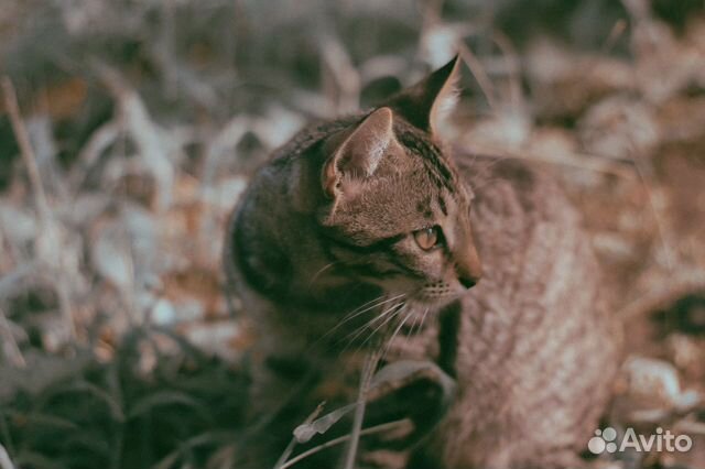 Кот Тигр в добрые руки