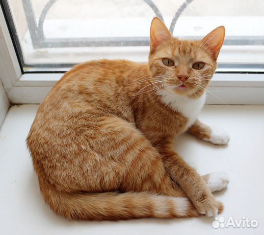 Кошечка Рыжка ищет дом