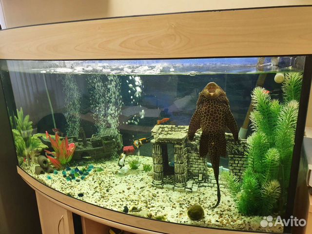 Парчовый сом птеригоплих