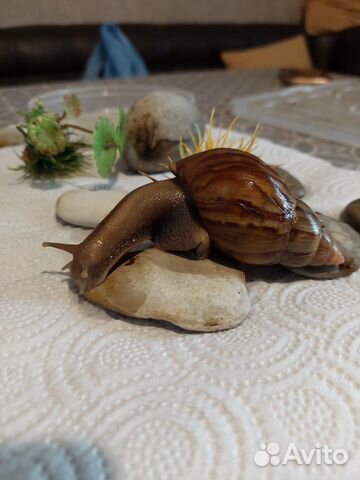 Улитка Ахатины бесплатно