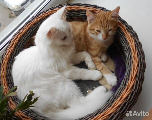 Котята