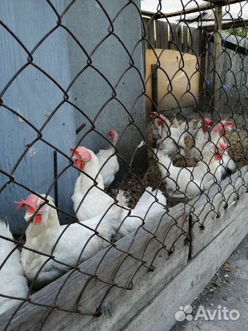 Курицы, ломан