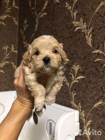 Мальтипу Ф1 малыши мальчики на сентябрь