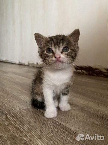 Маленькая кошечка для тебя