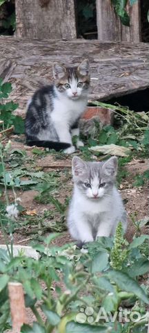 Милые и активные котятки