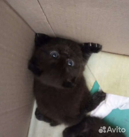 Шотладский котенок