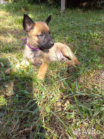 Бельгийская овчарка (Малинуа)