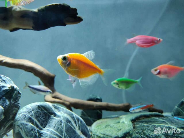 Тернеции (GloFish)