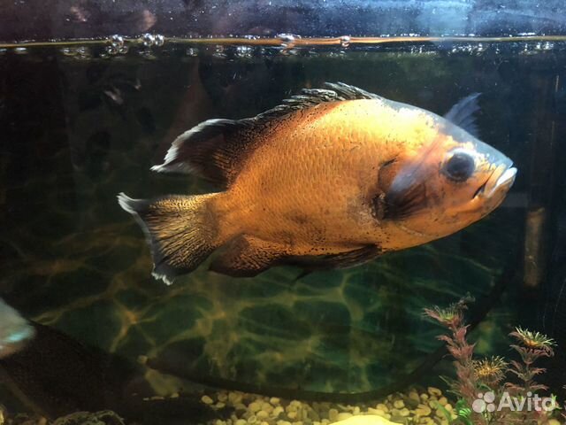 Астронотус