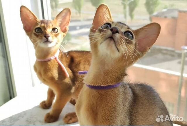 Абиссинская