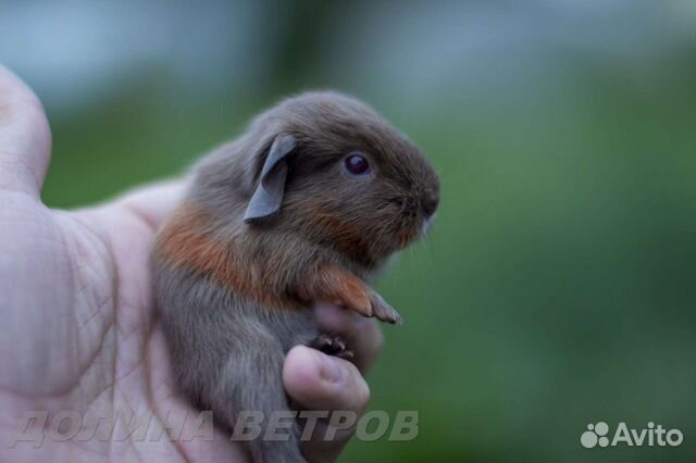 Морская свинка лиловая с золотом