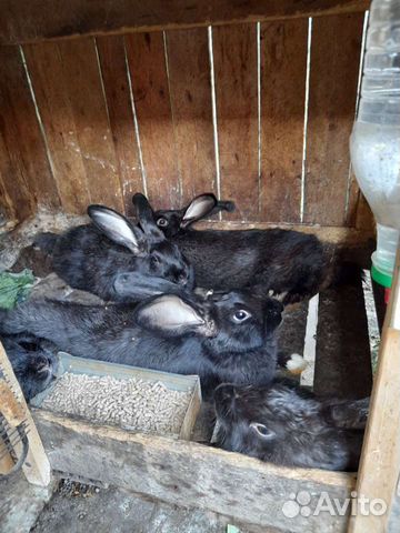 Молодые кролики мясной породы и мясо. Возраст 4 ме