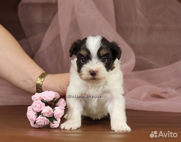 Биро бело-шоколадно-золотой