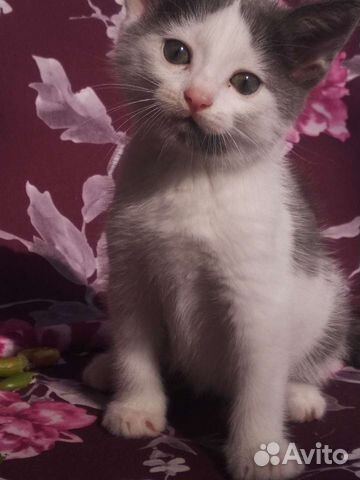 Котенок мышелов