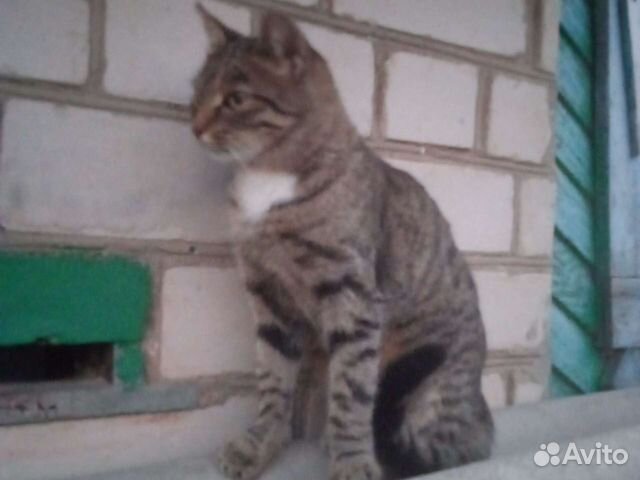 Саванна кошка