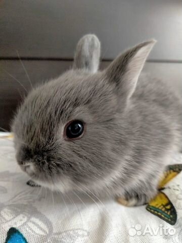Нидерландский карликовый кролик