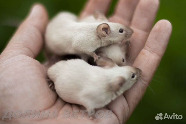 Сиамские мыши декоративные