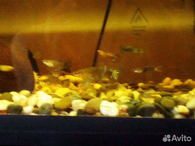 Аквариумные рыбки
