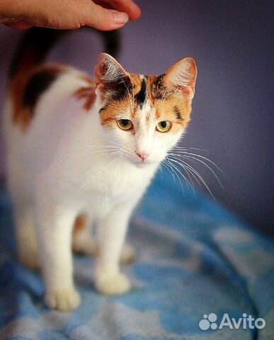 Пеструшка в добрые руки