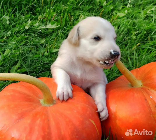 Метис овчарки и стаффорда