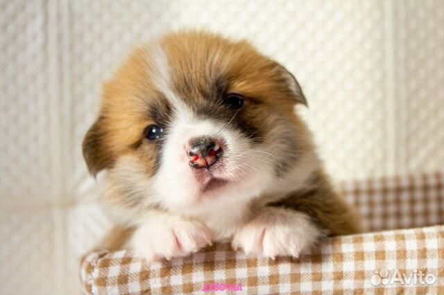 Очаровательные коржики