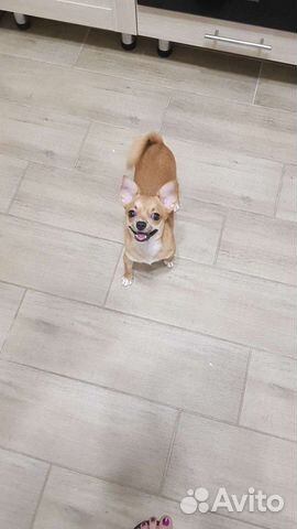 Чишка ищет невесту