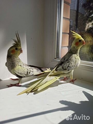 Птенцы корелл