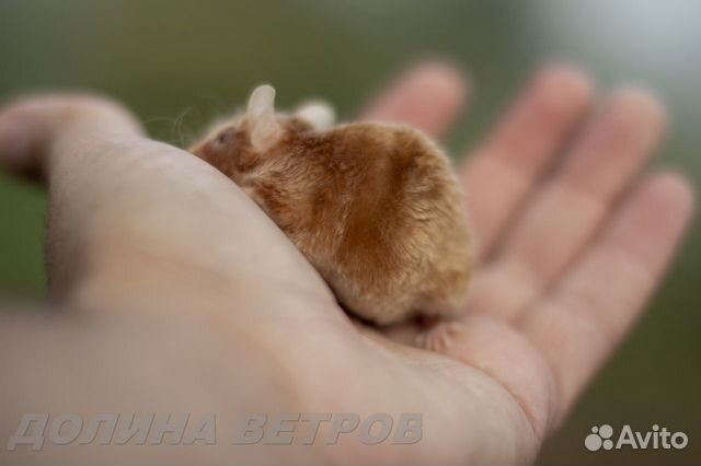 Мышка самочка сатин рекс розетка, окрас фавн