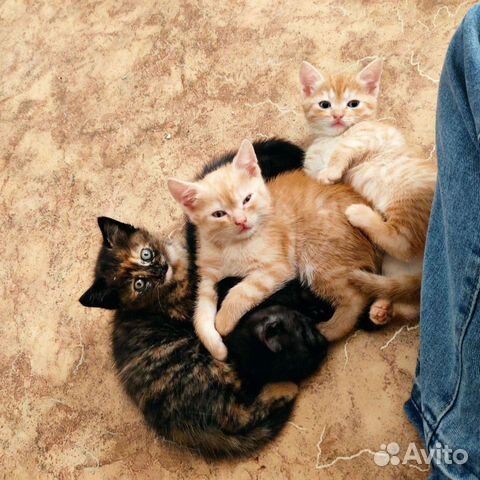 Кошки в добрые руки