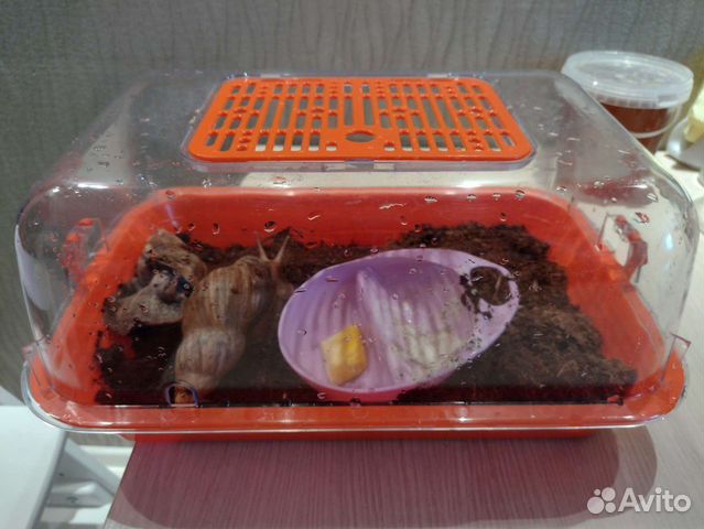 Улитка Ахатина