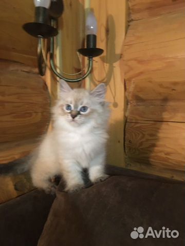 Невская маскарадная