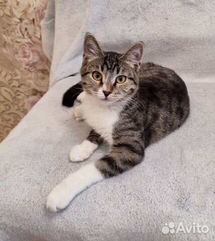 Кошечка Мята