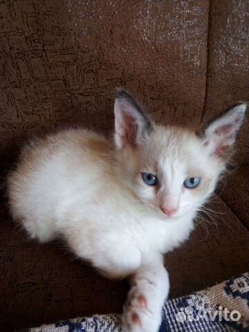 Котёнок Сфинксик Браш