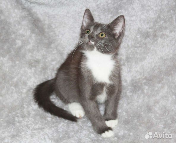 Котенок - девочка Келли 1,5 месяца