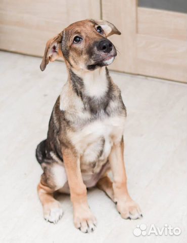 Щенок умничка Рута 4 месяца