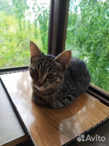 Кошечка (котёнок) в добрые руки