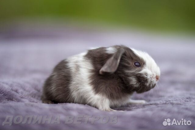 Морские свинки шоколадно-белые, мальчик и девочка